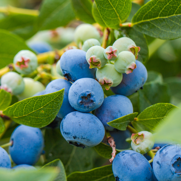 Produse - Ferma Gugu